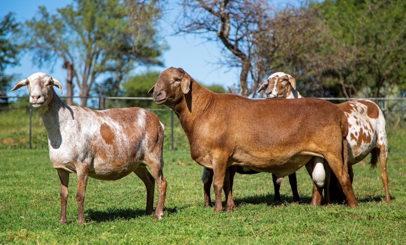 General Pictures – Meatmaster SA