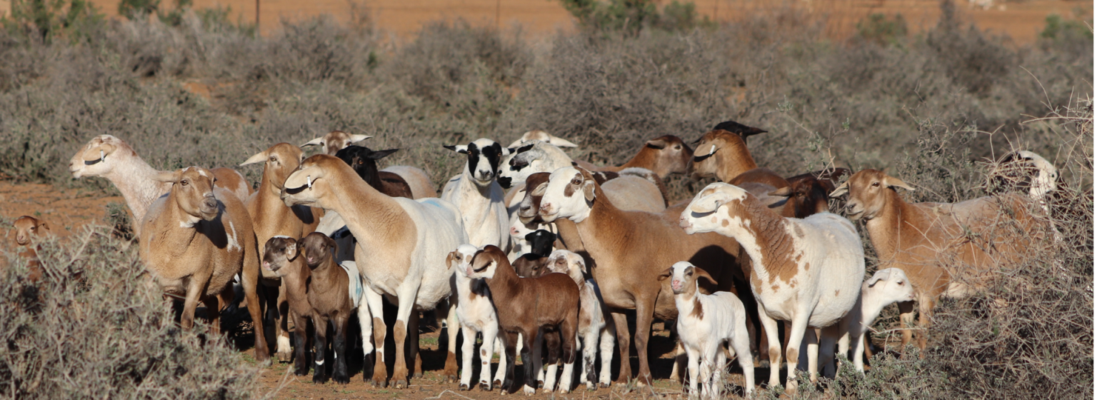 Meatmaster SA – www.meatmastersa.co.za