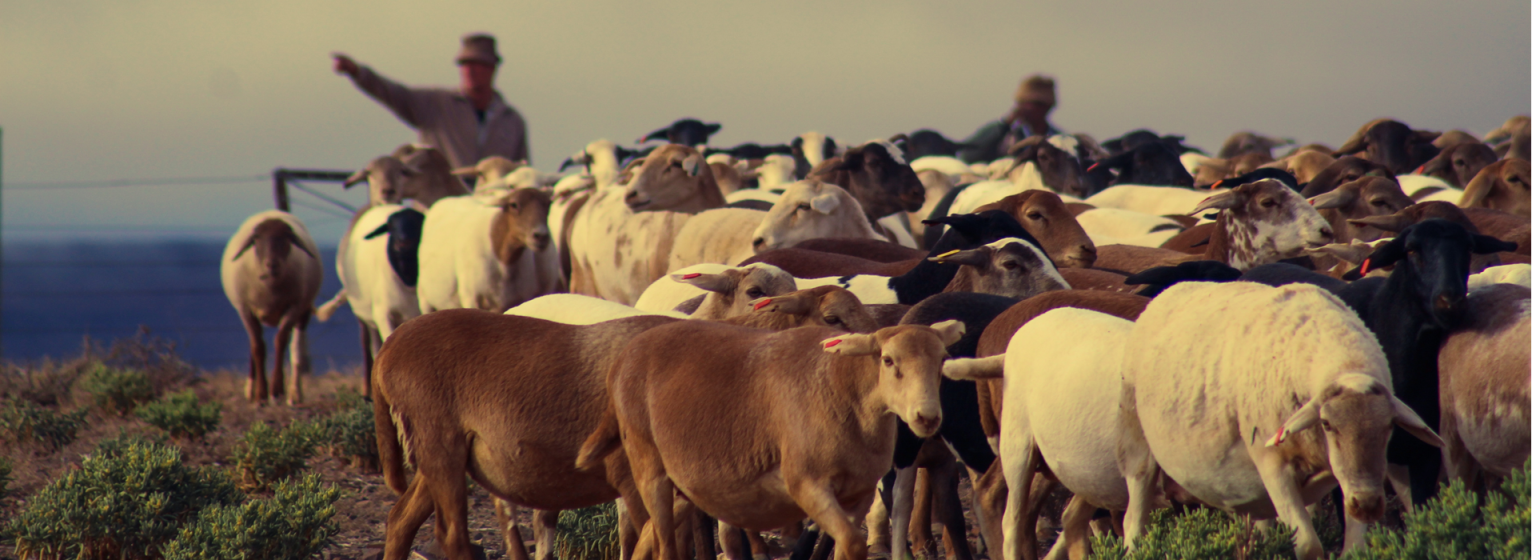 Meatmaster SA – www.meatmastersa.co.za